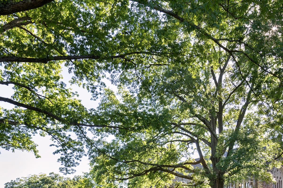 Duke's Landscape | Facilities Management